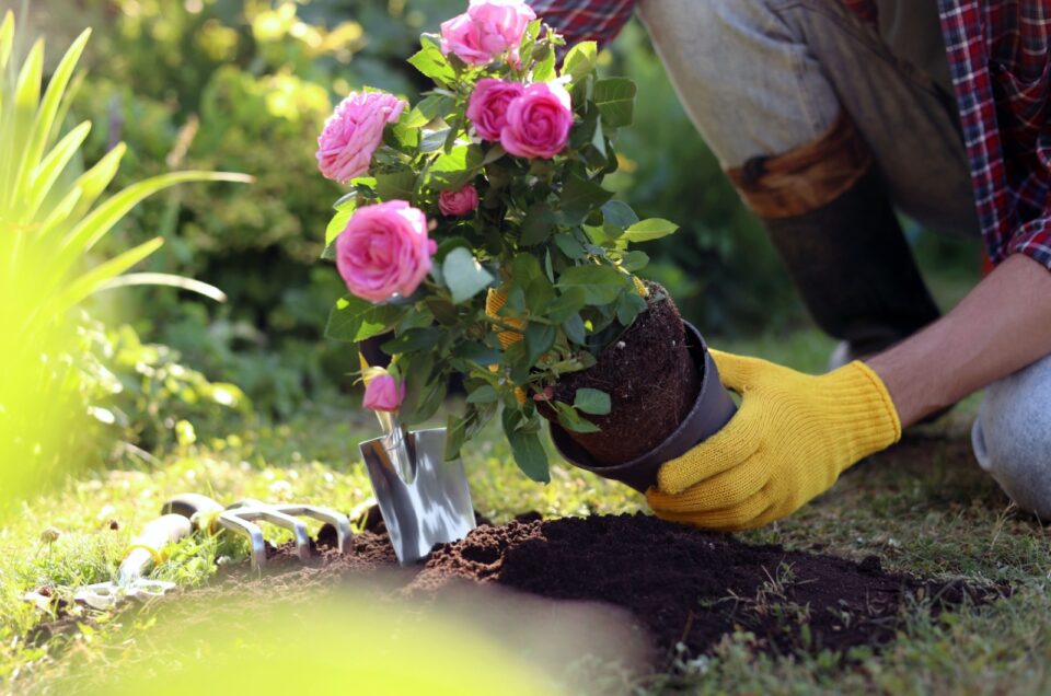 Follow These 4 Easy Steps To Effortlessly Transplant Your Roses And ...