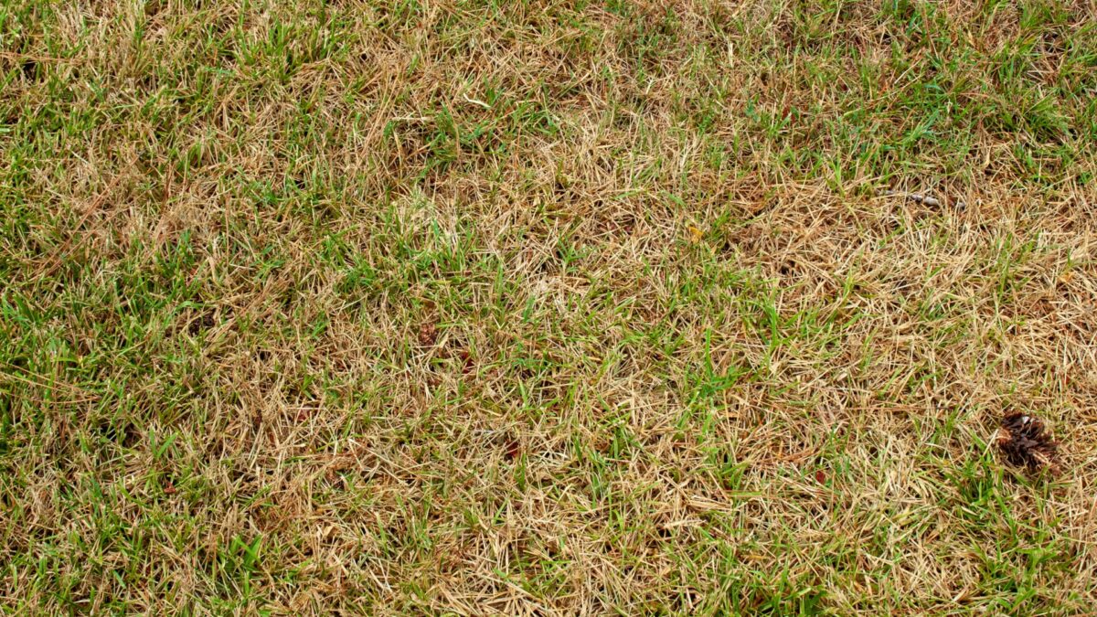 Avoid These Grass Types This Summer If You Want To Have The Perfect ...