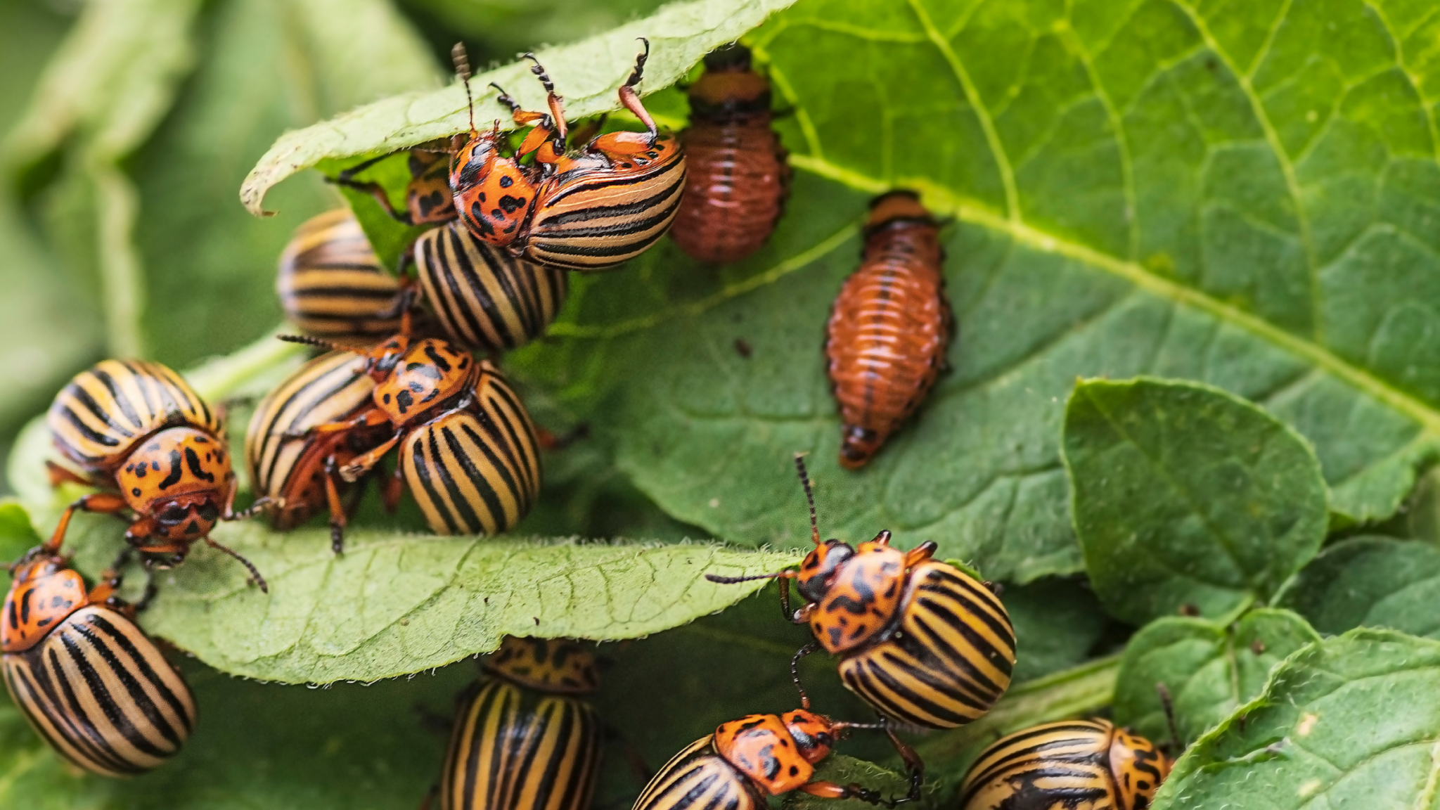 Beware Gardeners, You Won't Believe How Fast Colorado Potato Beetles ...