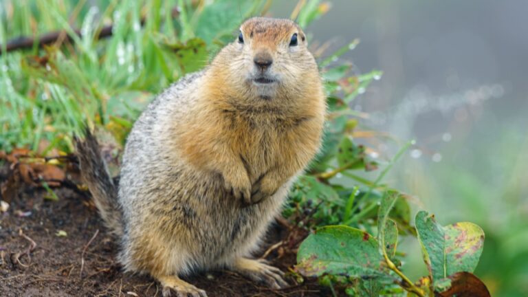 Effective Ways To Make Pocket Gophers Leave Your Garden