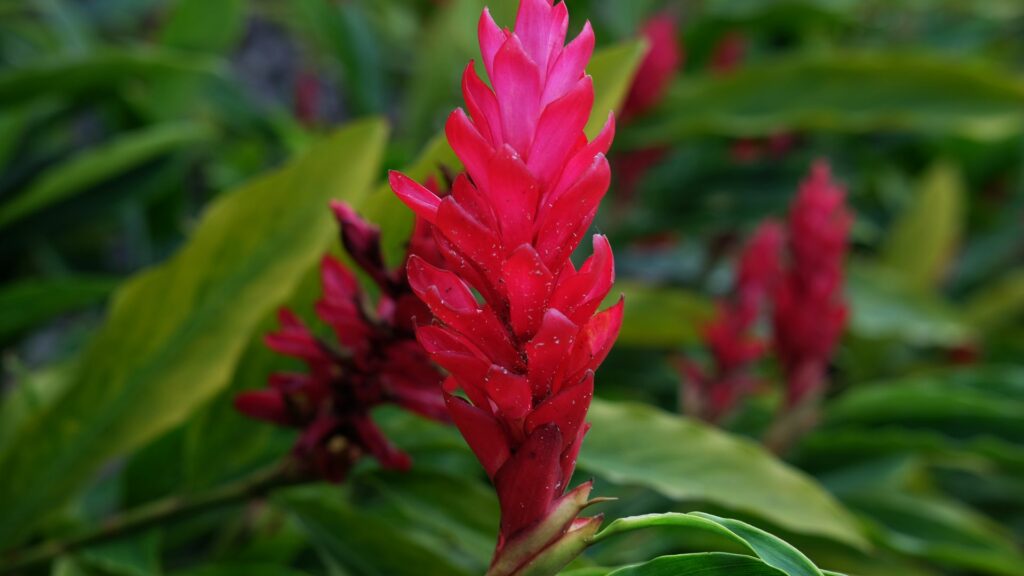 Here’s Why You'll Fall In Love With Growing The Exotic Ginger Flower ...