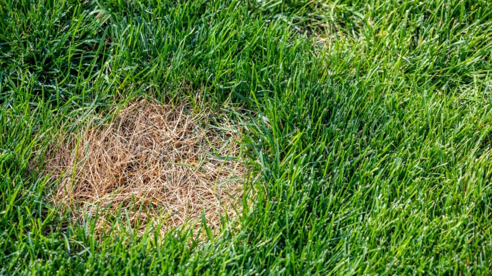 Here's Why Your Lawn Turns Brown In Summer (And How To Keep It Looking ...