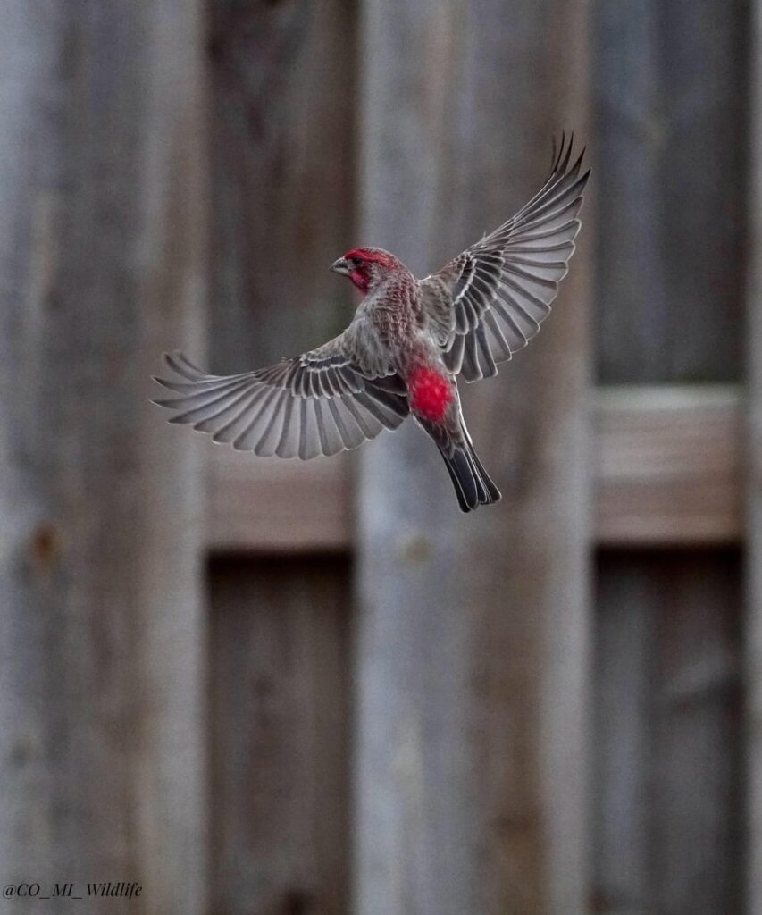 These 9 Stunning Birds Will Make Your Yard Their Favorite Spot
