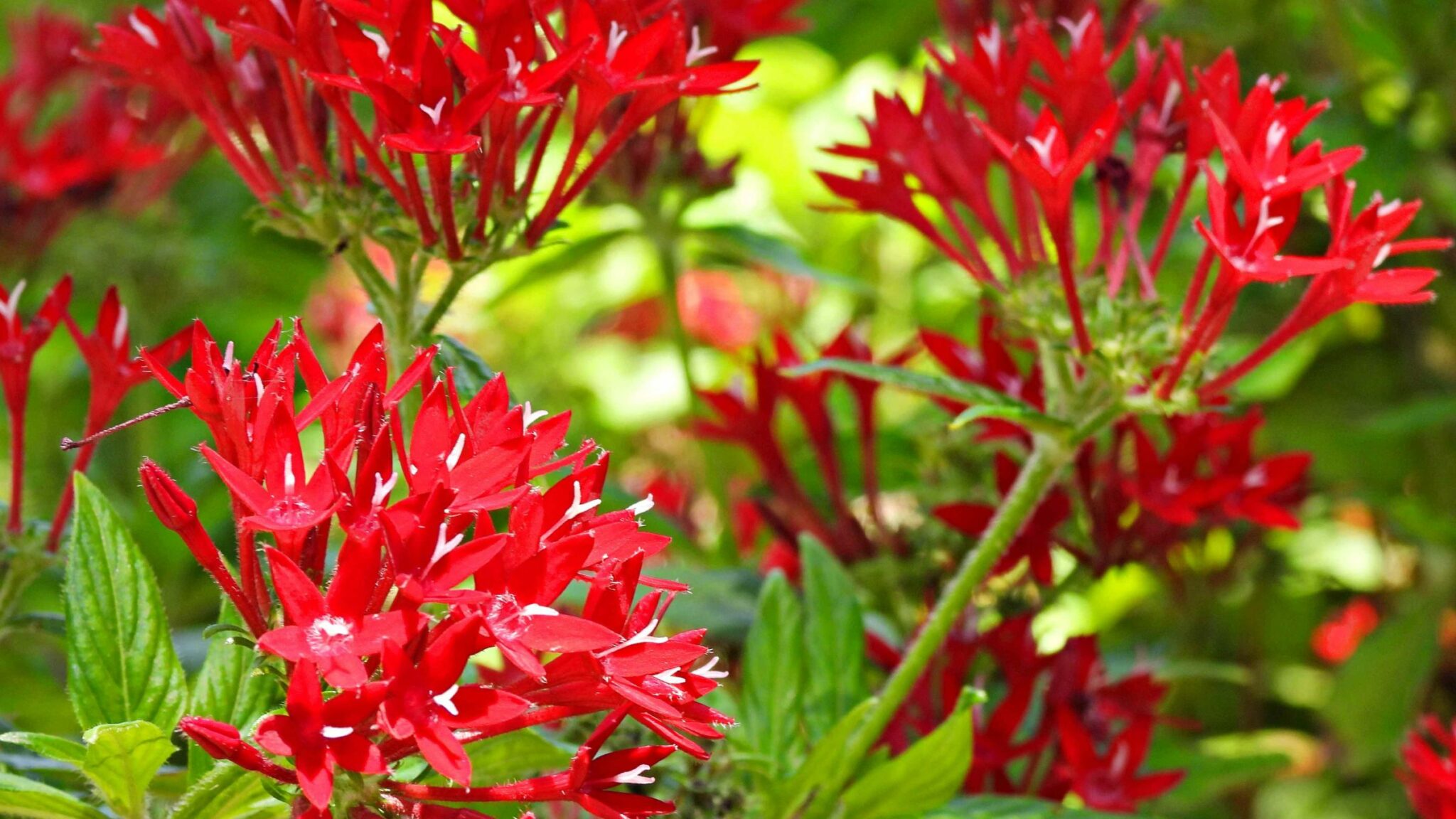 GARDENING TIPS - Positivebloom