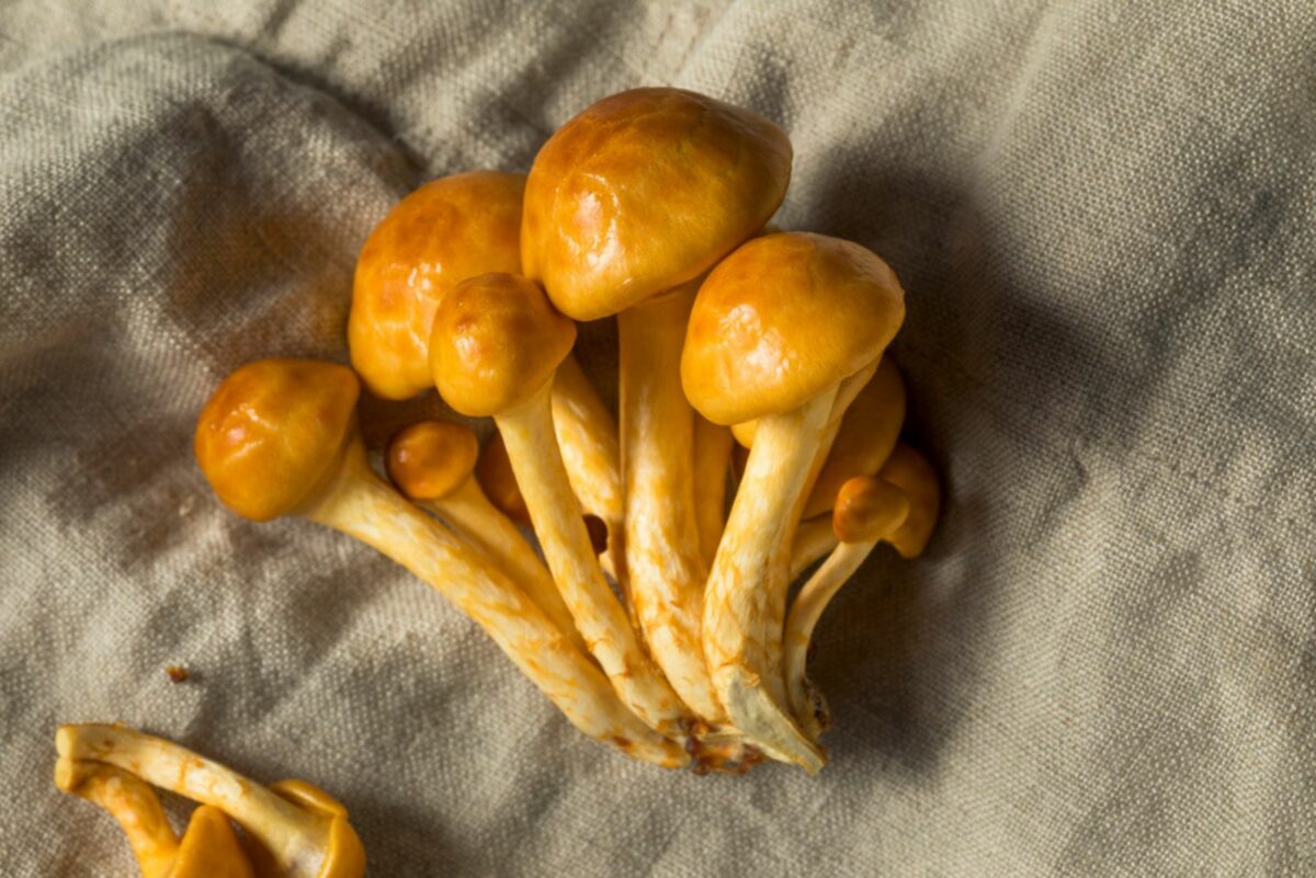 Home Mushroom Growing Made Easy With These 15 Must-Have Varieties For ...