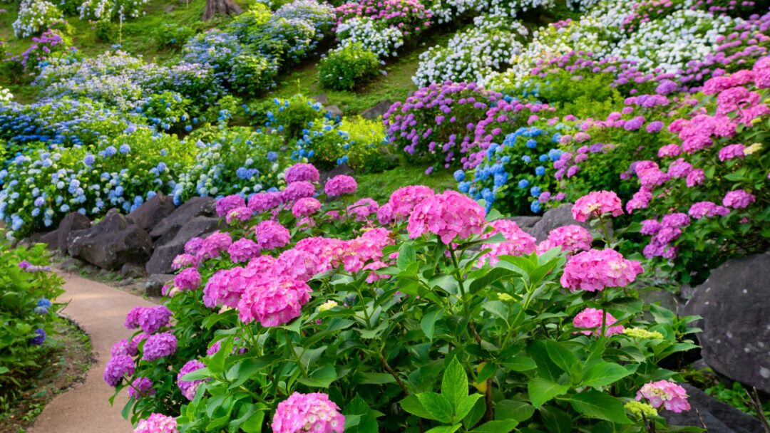 PLANTS & FLOWERS - Positivebloom