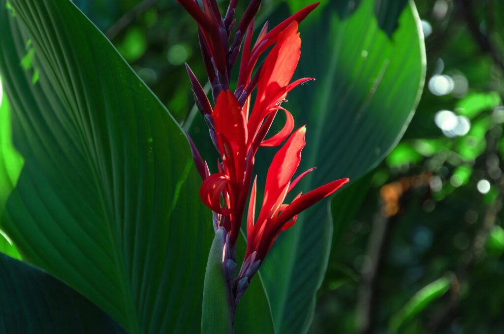 Make Sure You Do This One Thing If You Want Your Canna Lilies To Thrive ...