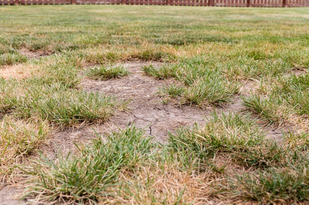 Here's Why Your Lawn Turns Brown In Summer (And How To Keep It Looking ...