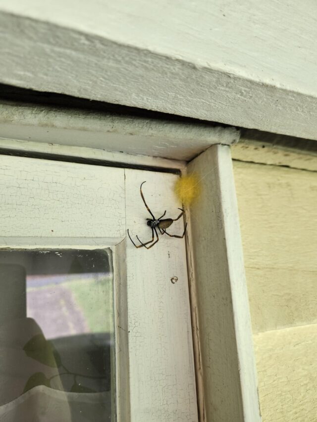 Avoid These 4 Rookie Mistakes To Stop Spiders Living Rent-Free In Your Home