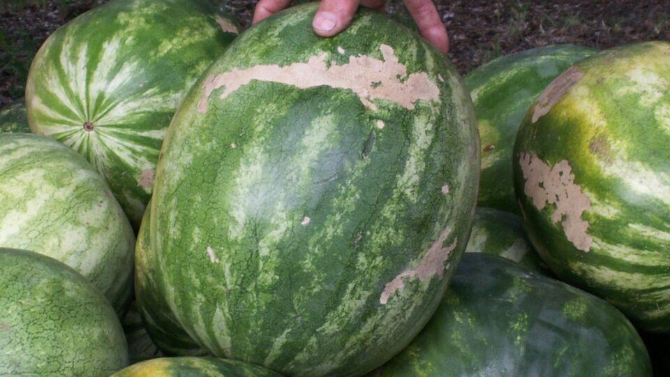 13 Watermelon Pests You Didn't Know Were Destroying Your Melons (And ...