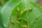 13 Watermelon Pests You Didn't Know Were Destroying Your Melons (And ...