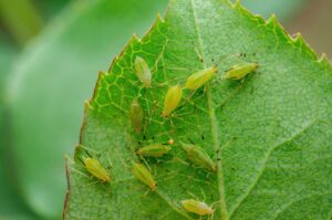 13 Watermelon Pests You Didn't Know Were Destroying Your Melons (And ...