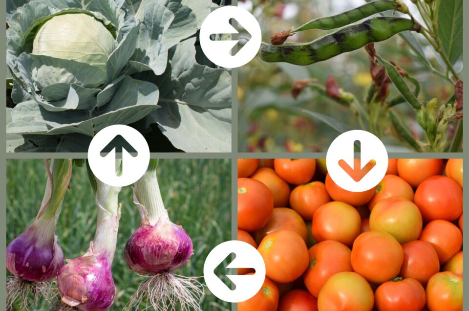 11 Beetroot Growing Mistakes That Can Quickly Ruin Your Harvest (And ...