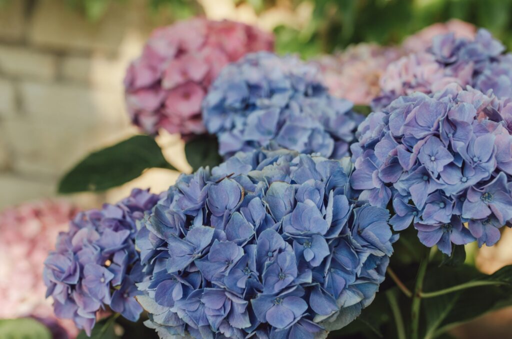 Keep Your Garden Vibrant All Fall With These 7 Fine-Looking Hydrangeas