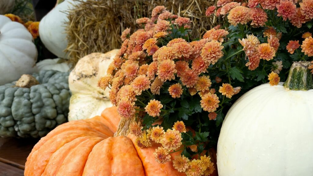 Keep Your Garden Blooming Through Fall With These 15 Must-Plant Flowers ...