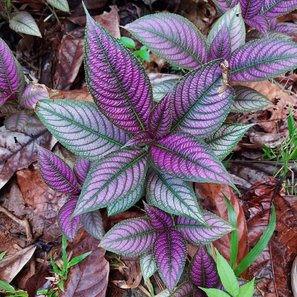 If You Want A Green Paradise Outdoors, Grow These Variegated Leaf Plants