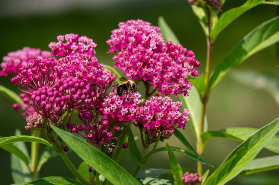 Grow These 7 Native Plants To Attract Pollinators During Fall