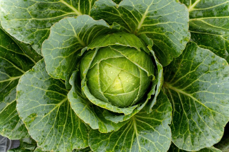 Make Cabbage Harvesting A Breeze With This Simple Hack