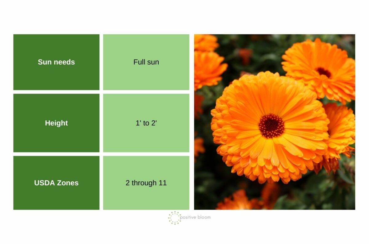 Keep Your Garden Blooming Through Fall With These 15 Must-Plant Flowers ...