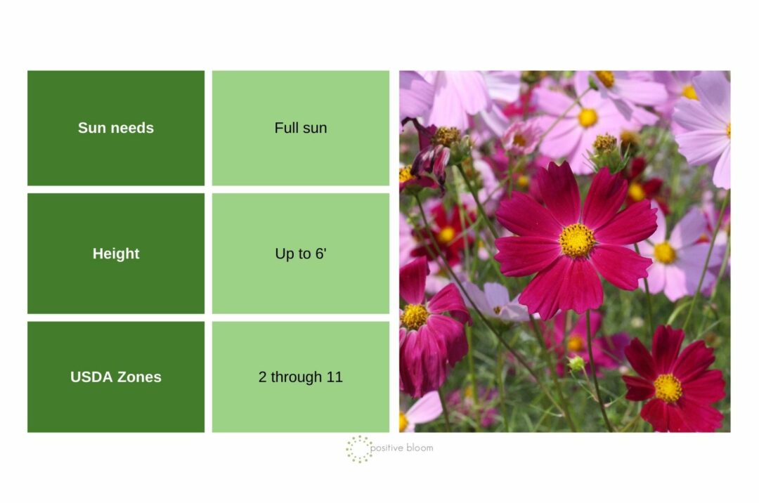 Keep Your Garden Blooming Through Fall With These 15 Must-Plant Flowers ...