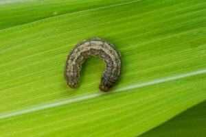 13 Watermelon Pests You Didn't Know Were Destroying Your Melons (And ...