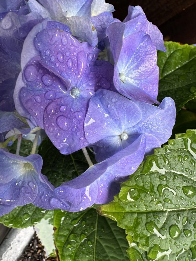 Bigleaf Hydrangeas Are A Must-Have In Your Garden This Summer