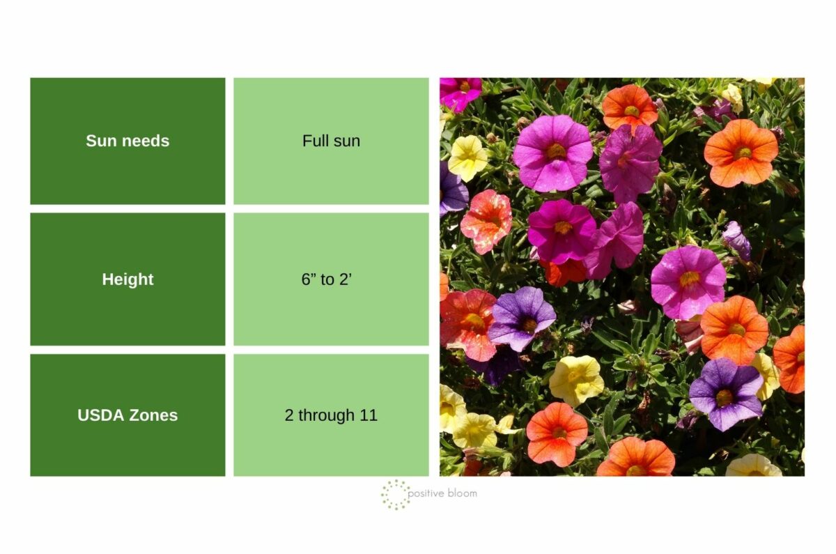 Keep Your Garden Blooming Through Fall With These 15 Must-Plant Flowers ...