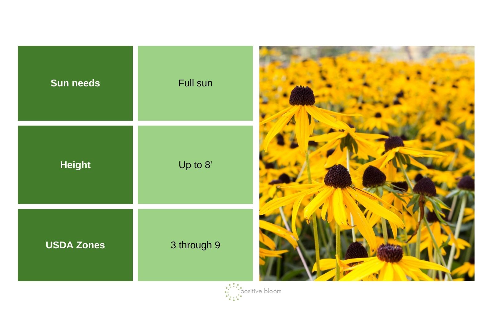 Keep Your Garden Blooming Through Fall With These 15 Must-Plant Flowers ...