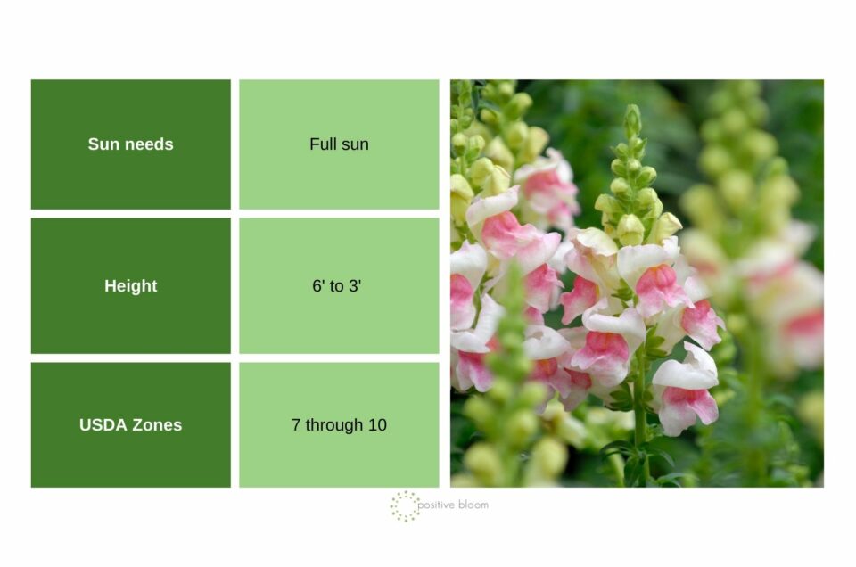 Keep Your Garden Blooming Through Fall With These 15 Must-Plant Flowers ...