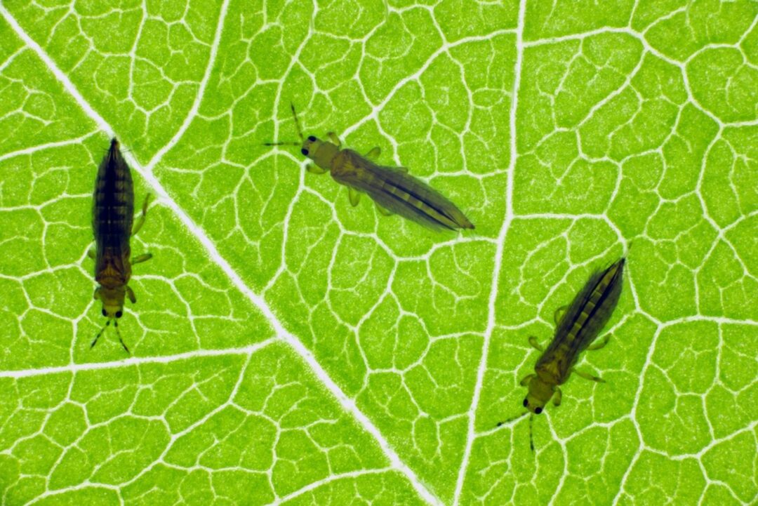 13 Watermelon Pests You Didn't Know Were Destroying Your Melons (And ...