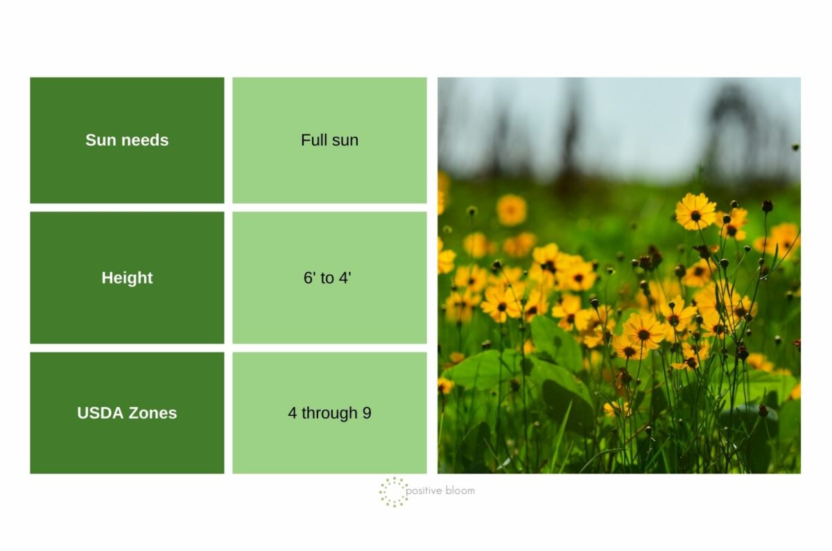 Keep Your Garden Blooming Through Fall With These 15 Must-Plant Flowers ...