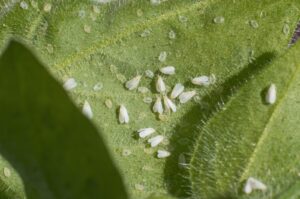13 Watermelon Pests You Didn't Know Were Destroying Your Melons (And ...