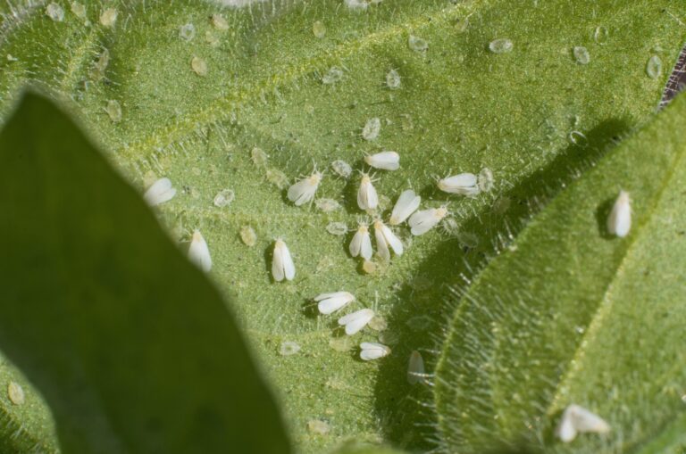 13 Watermelon Pests You Didn't Know Were Destroying Your Melons (And ...