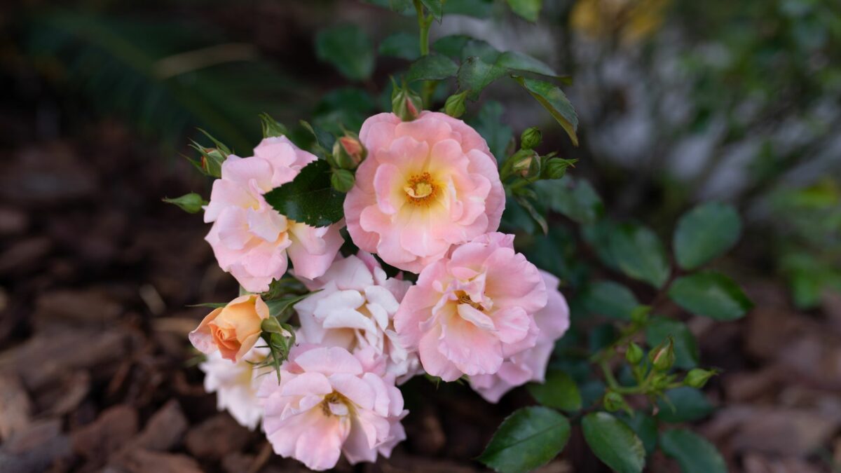 Check Out These 8 Easy-To-Grow Perennials Every Lazy Gardener Needs