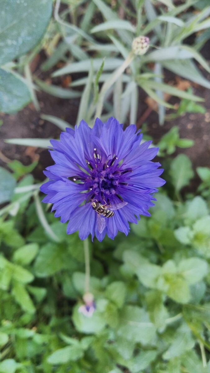 Grow Adorable Cornflowers From Seeds Using These Super Easy Tricks