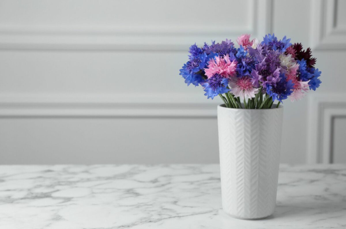 Grow Adorable Cornflowers From Seeds Using These Super Easy Tricks