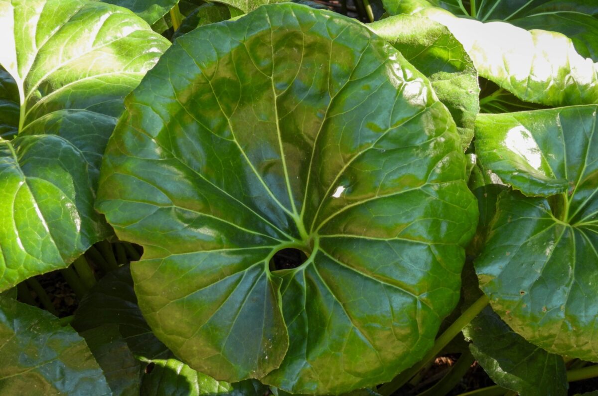 Plant These 5 Shade-Loving Hosta Alternatives For A Show-Stopping Display