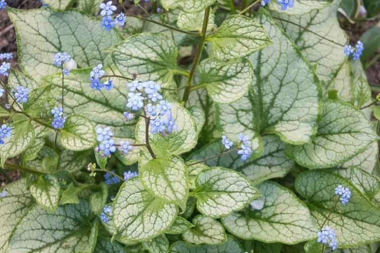 Plant These 5 Shade-Loving Hosta Alternatives For A Show-Stopping Display