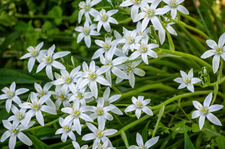Plant These 8 Unusual Bulbs This Fall And Enjoy A Spectacular Bloom ...