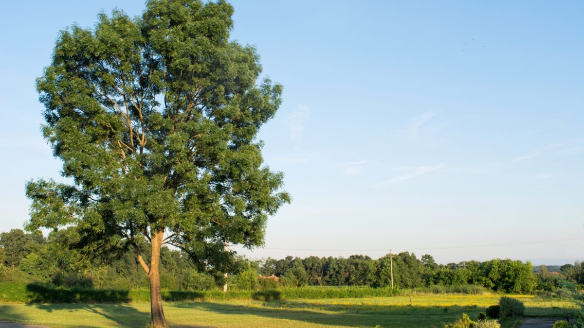 Steer Clear Of These 7 Trees If You Don’t Want Your Small Backyard To ...