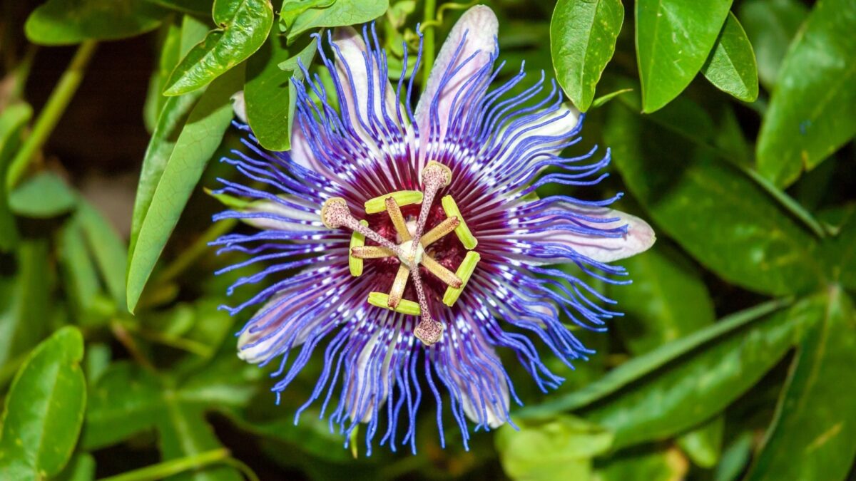 When And How To Prune Passion Flowers For The Most Incredible Blooms ...
