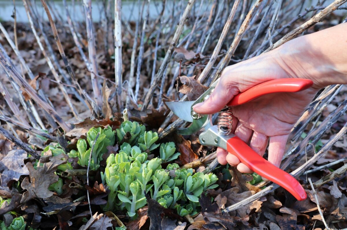 Prune Sedum The Right Way This Winter For Stunning Blooms Next Spring