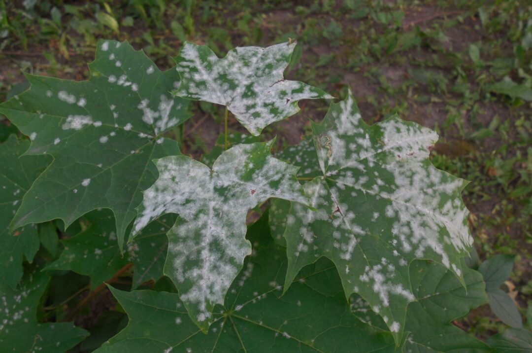 5 Sneaky Gardening Diseases You Should Watch Out For This Fall