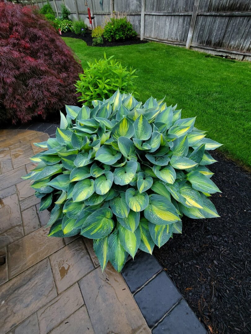 Cut Back Your Hostas This Fall For Healthier Greenery In The Upcoming ...
