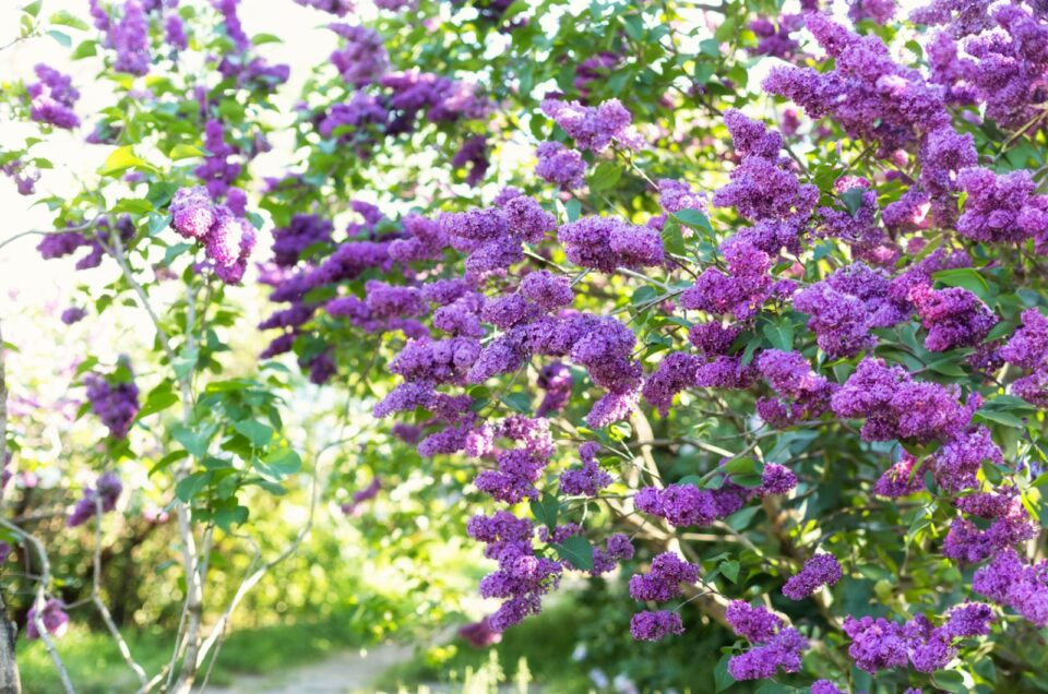 Start This Fall By Planting Adorable Lilac Bushes For A Sensation Next Year