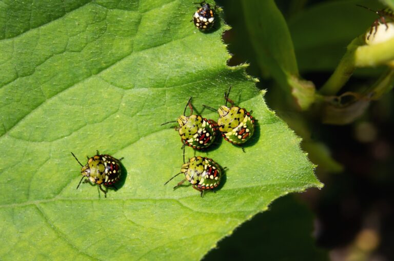 Save Your Zucchinis From 5 Awful Pests With These Simple Tricks