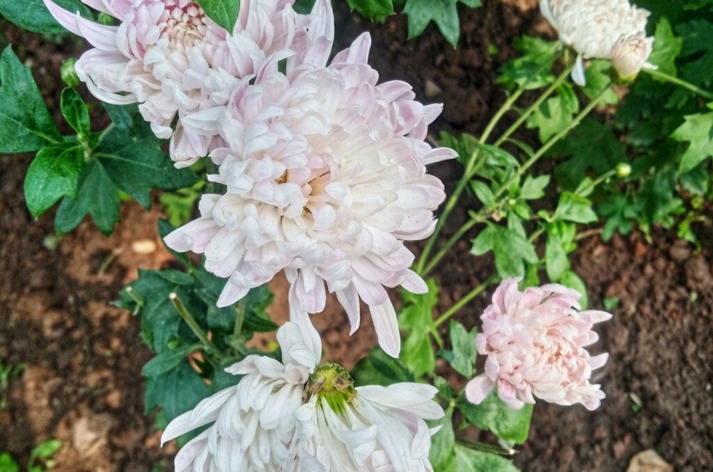 Deadhead Your Mums This Way And Witness the Most Stunning Fall Blossoms