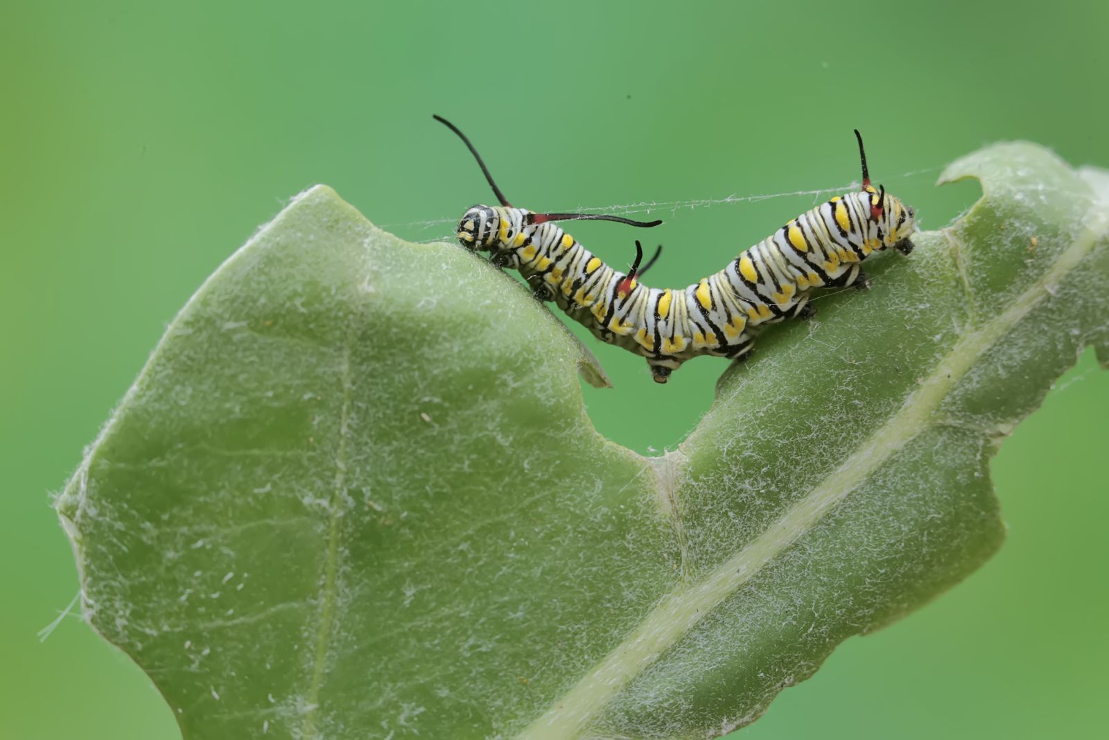 You Need To Protect Your Mums From These 5 Persistent Pests For A Show ...