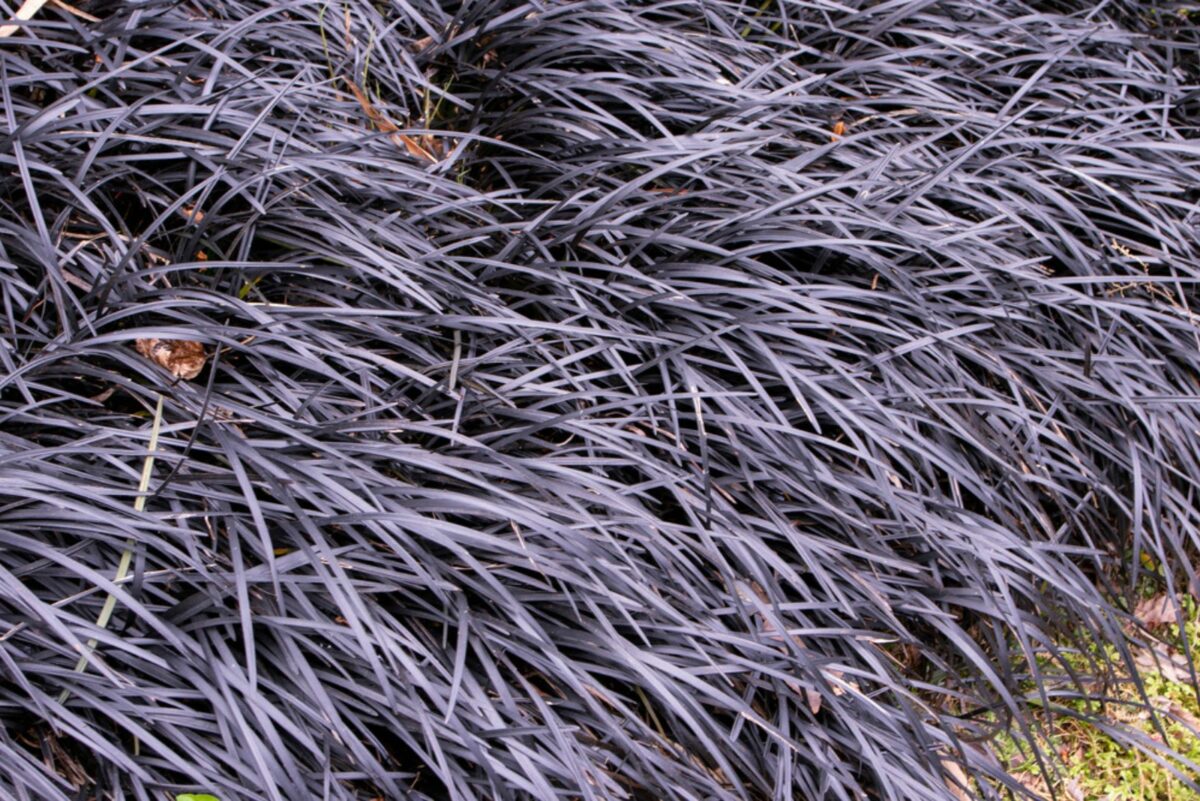 Cover Ugly Tree Roots With This Gorgeous Low-Maintenance Ground Cover