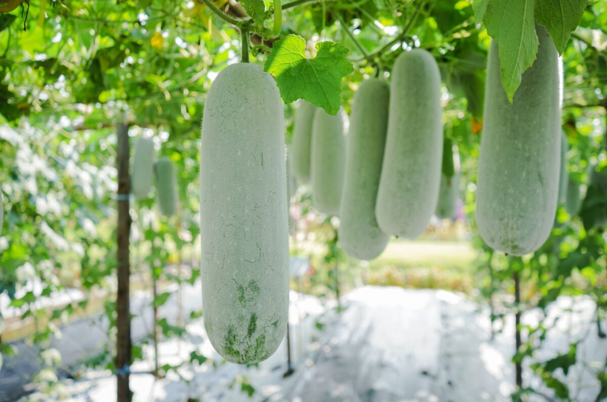 These Simple Steps Are A Must For Growing Winter Melons To Harvest ...
